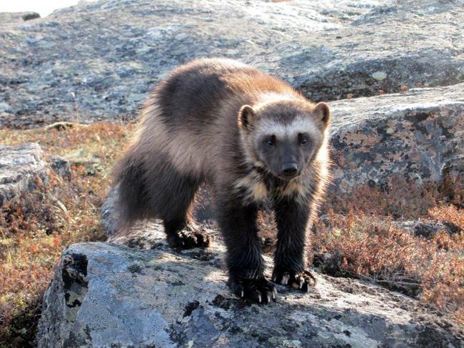Scholarly Article Sheds Light on Whether Island Wolverines are a ...